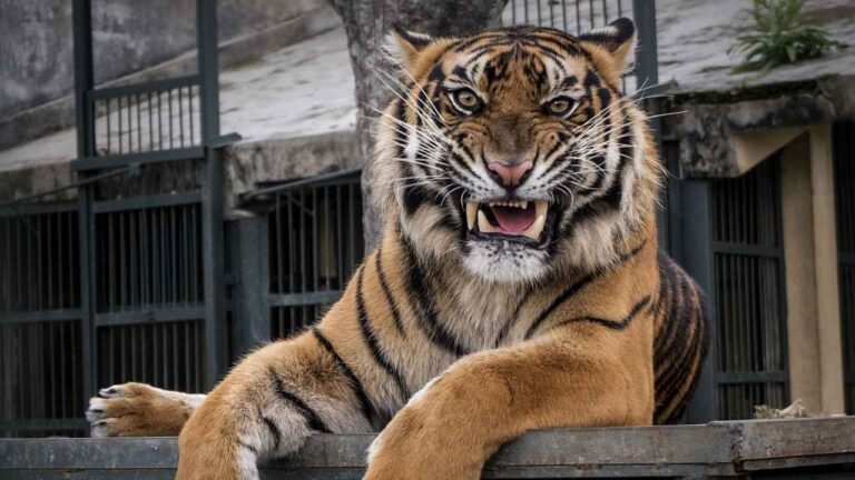 20 Animals We Are at the Most Risk of Losing by 2050 - greenecodream.com
