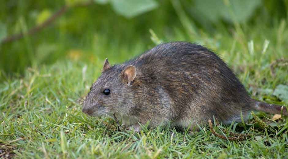 What Attracts Rodents to Your Yard—And How to Stop Them - greenecodream.com