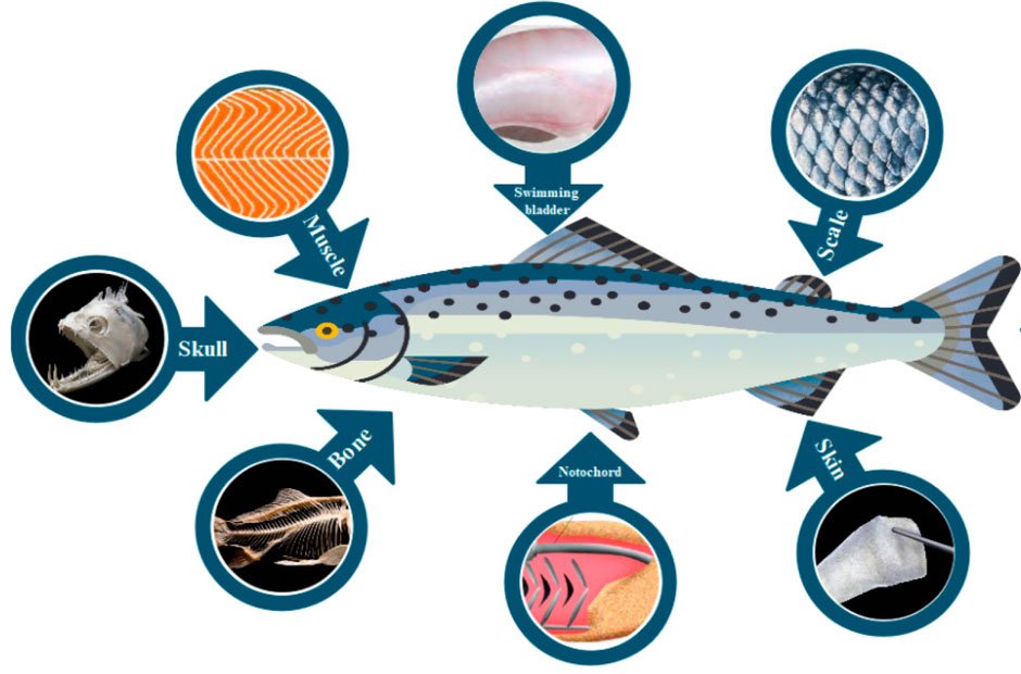 Marine Collagen Explained: Uses, Benefits, and Dosage Tips ...